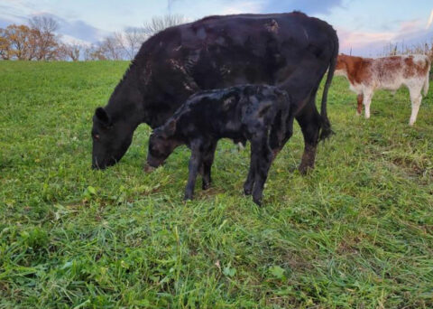 Minnesota Ag. Water Quality Certification Program - Douglas Soil ...